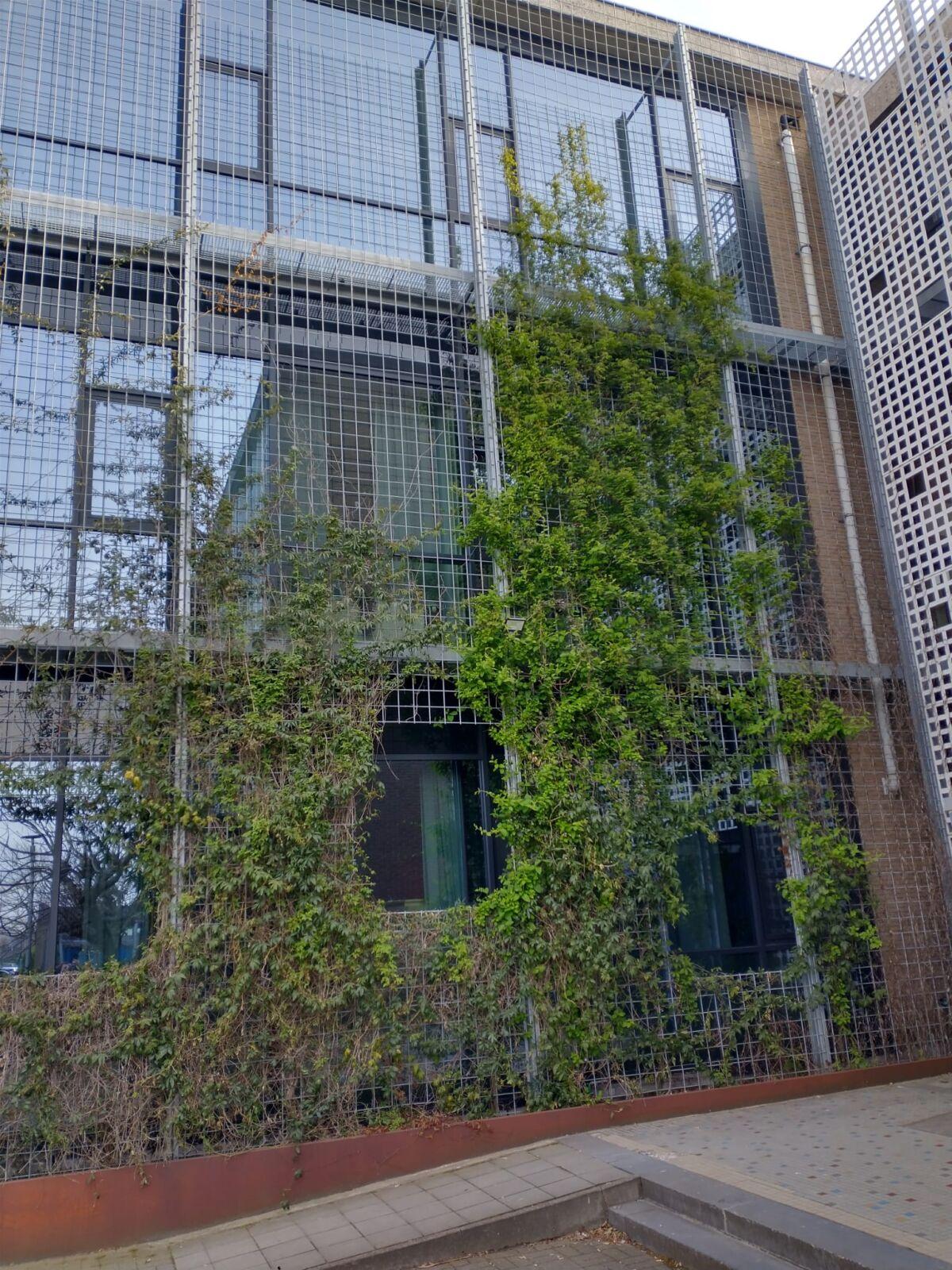 Verticale tuin (of living wall) versus een grondgebonden groene gevel ...